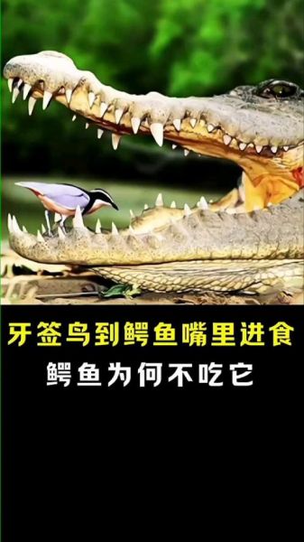 鳄鱼与牙签鸟剧情介绍_结局是什么-第2张图片-山城妙识
