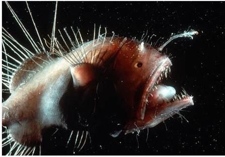 安康鱼长什么样子_安康鱼外形特征图解-第1张图片-山城妙识 安康鱼长什么样子_安康鱼外形特征图解-第1张图片-山城妙识