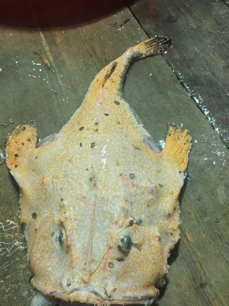 安康鱼长什么样子_安康鱼外形特征图解-第3张图片-山城妙识 安康鱼长什么样子_安康鱼外形特征图解-第3张图片-山城妙识