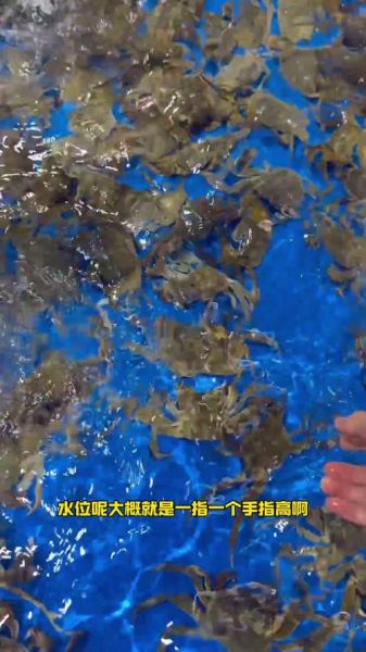 大闸蟹养殖技术_大闸蟹养殖图片怎么看懂-第3张图片-山城妙识 大闸蟹养殖技术_大闸蟹养殖图片怎么看懂-第3张图片-山城妙识