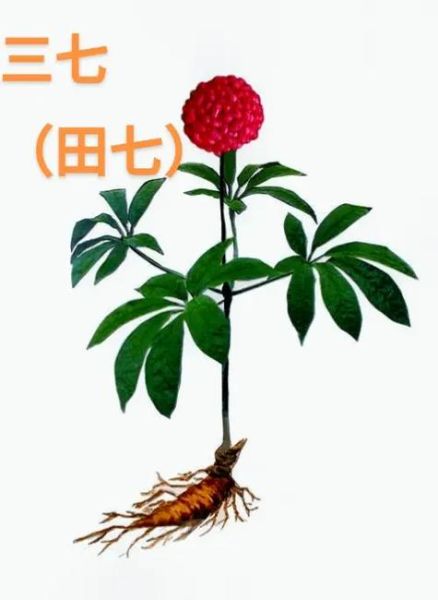 三七图片大全怎么找_三七图片欣赏技巧-第2张图片-山城妙识 三七图片大全怎么找_三七图片欣赏技巧-第2张图片-山城妙识