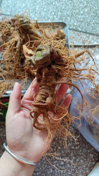 三七图片大全怎么找_三七图片欣赏技巧-第3张图片-山城妙识 三七图片大全怎么找_三七图片欣赏技巧-第3张图片-山城妙识