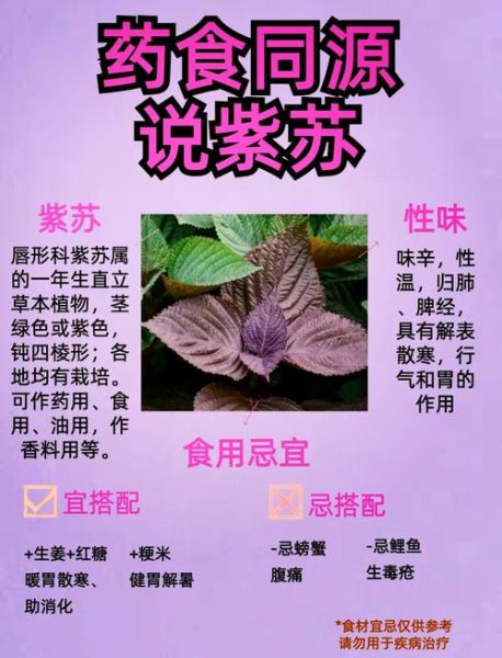 紫苏的功效与作用及禁忌_孕妇能吃紫苏吗-第1张图片-山城妙识 紫苏的功效与作用及禁忌_孕妇能吃紫苏吗-第1张图片-山城妙识