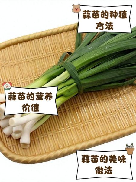 青蒜苗怎么种_青蒜苗的营养价值-第2张图片-山城妙识 青蒜苗怎么种_青蒜苗的营养价值-第2张图片-山城妙识
