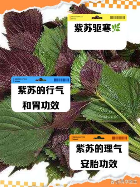 紫苏的功效与作用及禁忌_孕妇能吃紫苏吗-第2张图片-山城妙识 紫苏的功效与作用及禁忌_孕妇能吃紫苏吗-第2张图片-山城妙识
