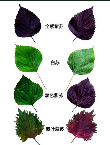 紫苏的功效与作用及禁忌_孕妇能吃紫苏吗-第3张图片-山城妙识 紫苏的功效与作用及禁忌_孕妇能吃紫苏吗-第3张图片-山城妙识