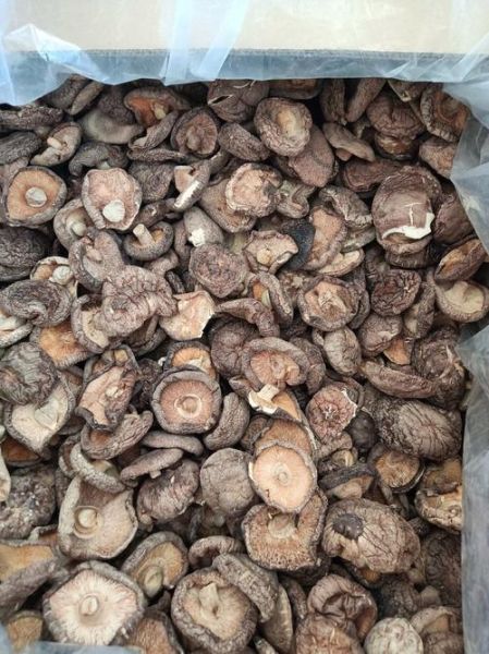 茶树菇产地主要在哪个省_茶树菇哪个省最正宗-第2张图片-山城妙识