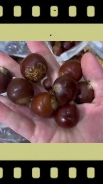 带壳生板栗怎么煮_煮多久才开口-第2张图片-山城妙识