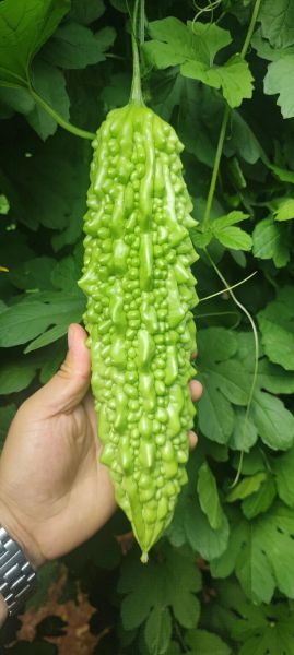 白苦瓜怎么炒好吃_白苦瓜的功效与作用-第2张图片-山城妙识