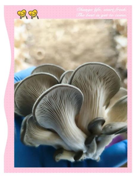 姬菇怎么挑选_姬菇的营养价值有哪些-第2张图片-山城妙识