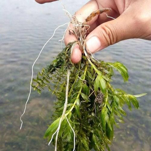 螃蟹吃什么草_家养螃蟹喂什么草最好-第1张图片-山城妙识 螃蟹吃什么草_家养螃蟹喂什么草最好-第1张图片-山城妙识