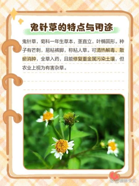 螃蟹吃什么草_家养螃蟹喂什么草最好-第2张图片-山城妙识 螃蟹吃什么草_家养螃蟹喂什么草最好-第2张图片-山城妙识