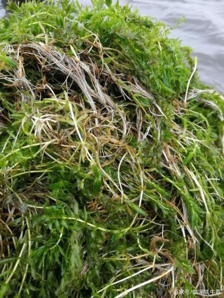 螃蟹吃什么草_家养螃蟹喂什么草最好-第3张图片-山城妙识 螃蟹吃什么草_家养螃蟹喂什么草最好-第3张图片-山城妙识