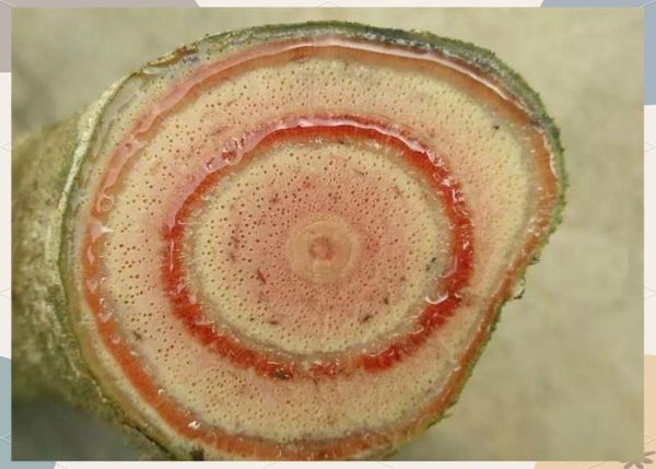 鸡血藤图片长什么样_如何辨别真假鸡血藤-第1张图片-山城妙识