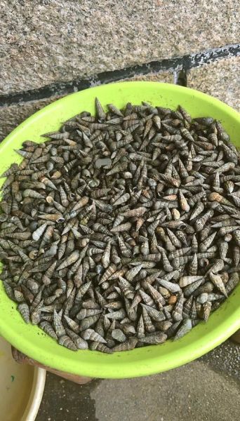 海瓜子开口了还能吃吗_如何判断是否变质-第2张图片-山城妙识