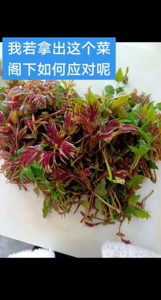 香椿苗怎么吃最好_香椿苗的做法大全-第3张图片-山城妙识