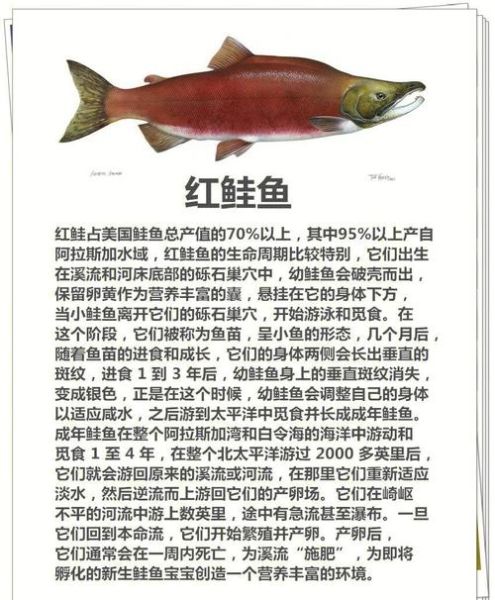 喀纳斯湖大红鱼真实存在吗_喀纳斯湖大红鱼图片解析-第3张图片-山城妙识