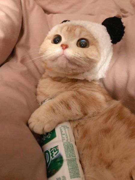 果冻橙是橙子还是橘子_果冻橙和普通橙子区别-第2张图片-山城妙识