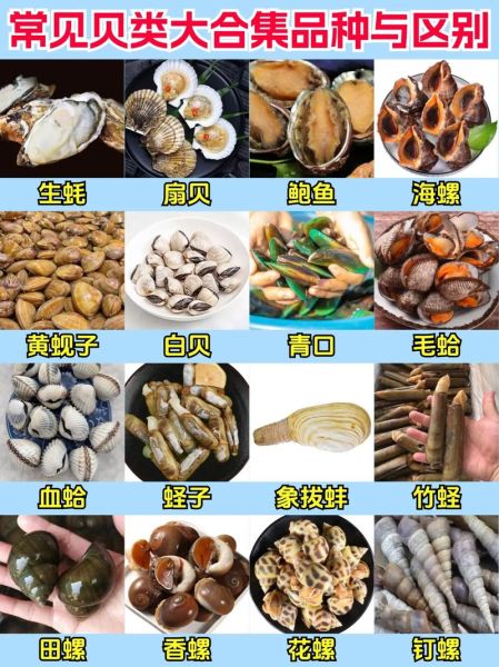 海鲜贝类有哪些_贝类怎么挑选才新鲜-第2张图片-山城妙识 海鲜贝类有哪些_贝类怎么挑选才新鲜-第2张图片-山城妙识