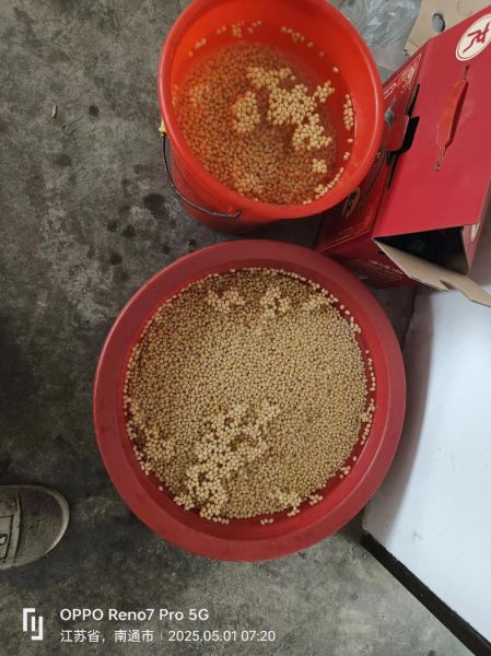 传统黄豆酱怎么做_黄豆酱发酵多久能吃-第3张图片-山城妙识 传统黄豆酱怎么做_黄豆酱发酵多久能吃-第3张图片-山城妙识