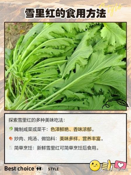 雪里红苦是什么原因_雪里红发苦还能吃吗-第1张图片-山城妙识 雪里红苦是什么原因_雪里红发苦还能吃吗-第1张图片-山城妙识