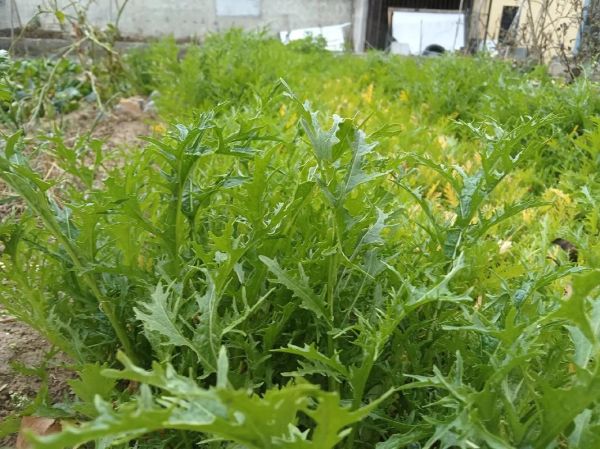 雪里红苦是什么原因_雪里红发苦还能吃吗-第2张图片-山城妙识 雪里红苦是什么原因_雪里红发苦还能吃吗-第2张图片-山城妙识