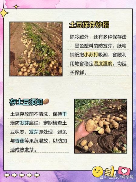 土豆怎么保存不发芽_土豆放冰箱还是常温-第2张图片-山城妙识