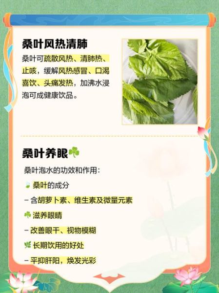 桑树叶的功效与作用_桑树叶怎么泡水喝-第1张图片-山城妙识