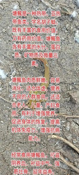 塘鲺的功效与作用禁忌_塘鲺什么人不能吃-第1张图片-山城妙识 塘鲺的功效与作用禁忌_塘鲺什么人不能吃-第1张图片-山城妙识