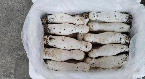 野生鸡腿菇图片大全_如何辨别真假-第2张图片-山城妙识 野生鸡腿菇图片大全_如何辨别真假-第2张图片-山城妙识