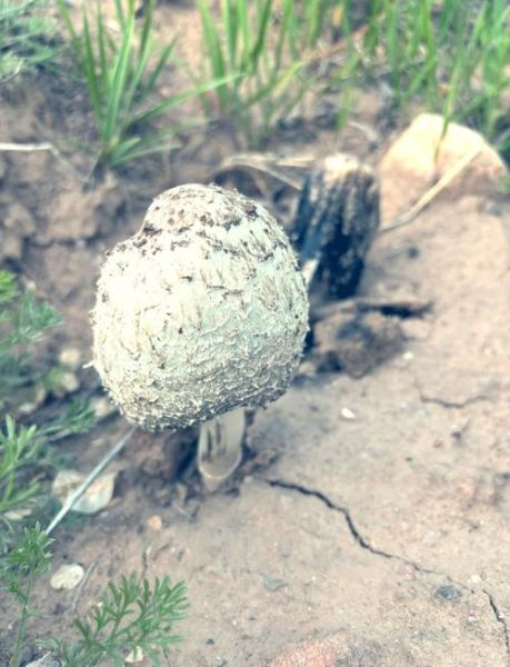 野生鸡腿菇图片大全_如何辨别真假-第3张图片-山城妙识 野生鸡腿菇图片大全_如何辨别真假-第3张图片-山城妙识