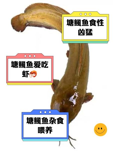 塘鲺的功效与作用禁忌_塘鲺什么人不能吃-第3张图片-山城妙识 塘鲺的功效与作用禁忌_塘鲺什么人不能吃-第3张图片-山城妙识