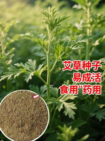 艾草种子长什么样_如何辨别真假艾草种子-第3张图片-山城妙识 艾草种子长什么样_如何辨别真假艾草种子-第3张图片-山城妙识