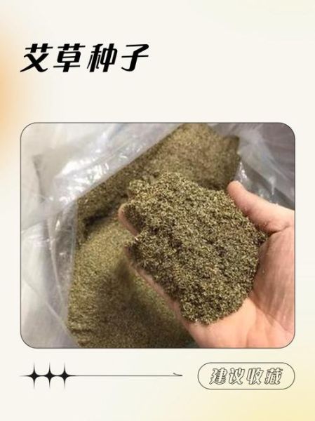 艾草种子长什么样_如何辨别真假艾草种子-第1张图片-山城妙识 艾草种子长什么样_如何辨别真假艾草种子-第1张图片-山城妙识