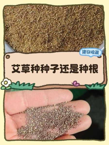 艾草种子长什么样_如何辨别真假艾草种子-第2张图片-山城妙识 艾草种子长什么样_如何辨别真假艾草种子-第2张图片-山城妙识