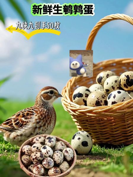 鹌鹑蛋和鸡蛋哪个贵_鹌鹑蛋价格为什么比鸡蛋高-第3张图片-山城妙识 鹌鹑蛋和鸡蛋哪个贵_鹌鹑蛋价格为什么比鸡蛋高-第3张图片-山城妙识