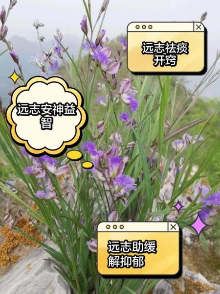 远志泡水喝的功效与禁忌_远志泡水一次放几根-第2张图片-山城妙识