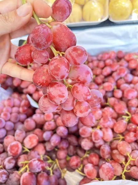 无籽红提吃多了会怎样_无籽红提一天吃多少合适-第1张图片-山城妙识