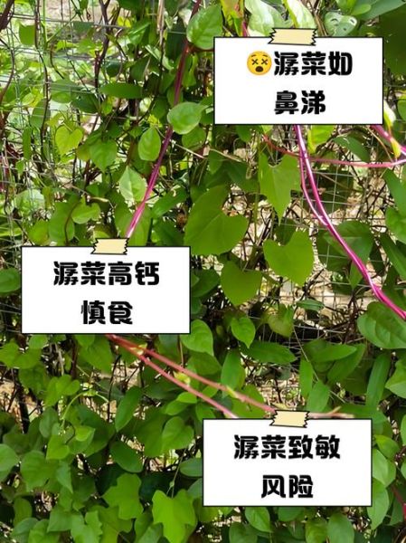 潺菜汤怎么做好吃_潺菜汤的做法窍门-第2张图片-山城妙识 潺菜汤怎么做好吃_潺菜汤的做法窍门-第2张图片-山城妙识