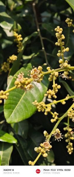 荔枝和龙眼的区别_哪个更上火-第1张图片-山城妙识