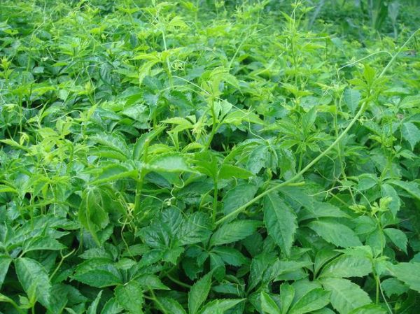 绞股蓝图片大全_绞股蓝长什么样-第2张图片-山城妙识