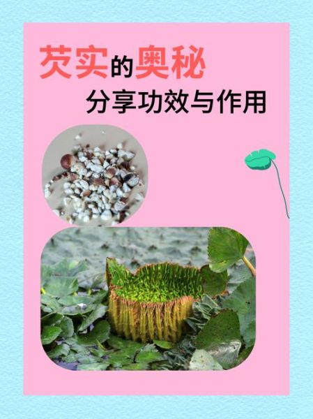 芡实的功效与作用及禁忌是什么_芡实怎么吃才正确-第1张图片-山城妙识
