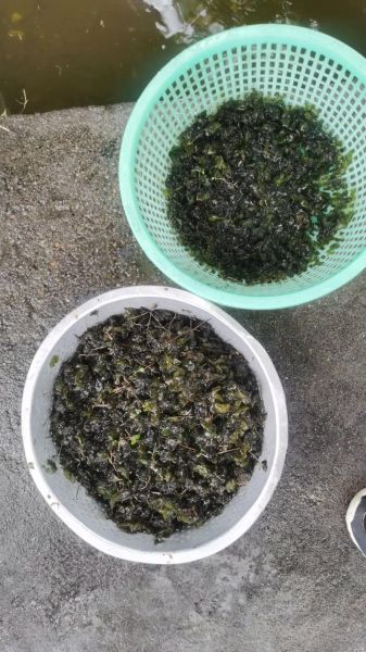 凉拌地皮菜怎么做_地皮菜凉拌前要焯水吗-第2张图片-山城妙识 凉拌地皮菜怎么做_地皮菜凉拌前要焯水吗-第2张图片-山城妙识