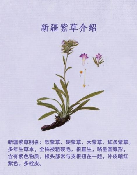 紫草油的功效与作用_紫草油能治疗湿疹吗-第3张图片-山城妙识