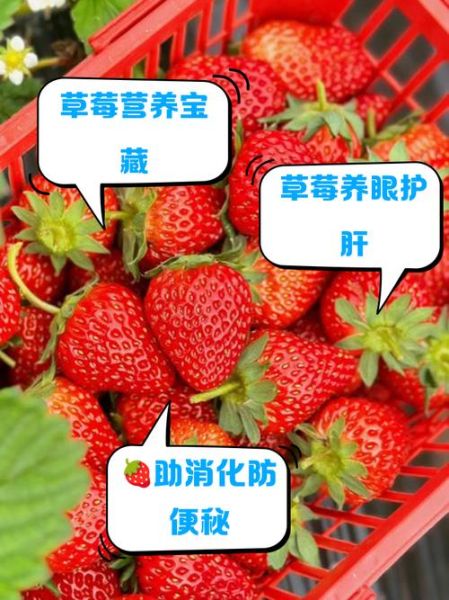 草莓的营养价值有哪些_吃草莓对皮肤好吗-第2张图片-山城妙识 草莓的营养价值有哪些_吃草莓对皮肤好吗-第2张图片-山城妙识