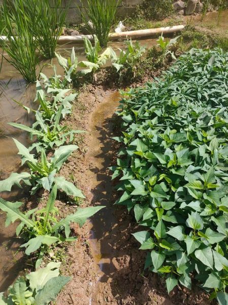 茭白是水生植物吗_茭白种植条件-第2张图片-山城妙识