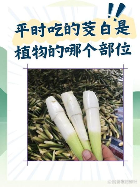 茭白是水生植物吗_茭白种植条件-第3张图片-山城妙识