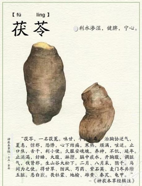 茯苓图片中药_茯苓的功效与作用-第3张图片-山城妙识