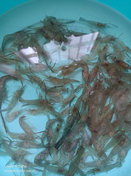 小河虾怎么洗_小河虾清洗技巧-第3张图片-山城妙识