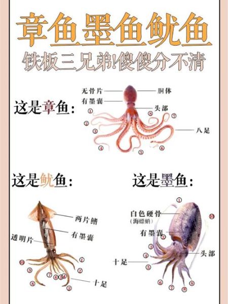墨鱼与鱿鱼的区别_如何一眼分辨-第1张图片-山城妙识